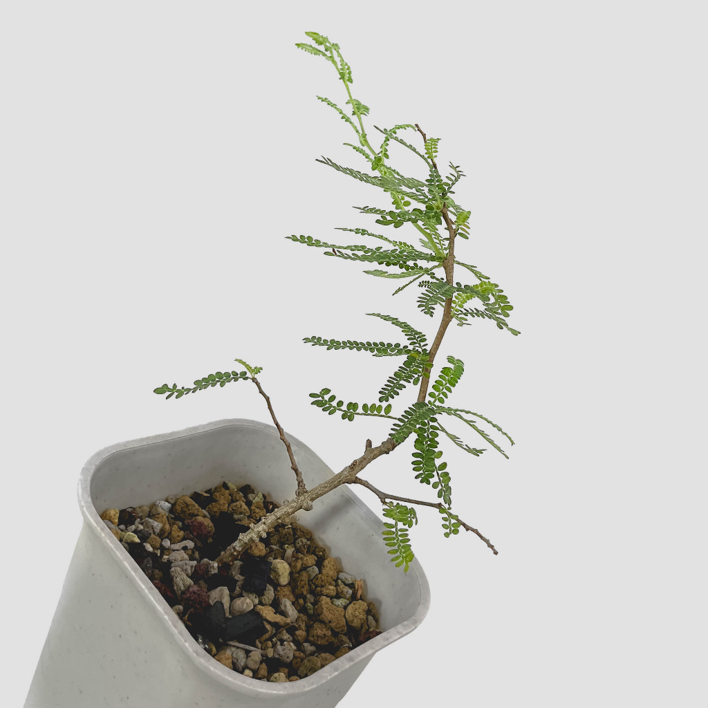 zac.culent - Operculicarya hyphaenoides 織冠漆树 (Seedling) (Caudex Succulent) | Shopee Malaysia