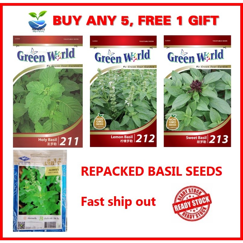 20-100 biji benih LEMON BASIL / THAI / SWEET / PURPLE / HOLY BASIL ... 20-100 biji benih LEMON BASIL / THAI / SWEET / PURPLE / HOLY BASIL ...