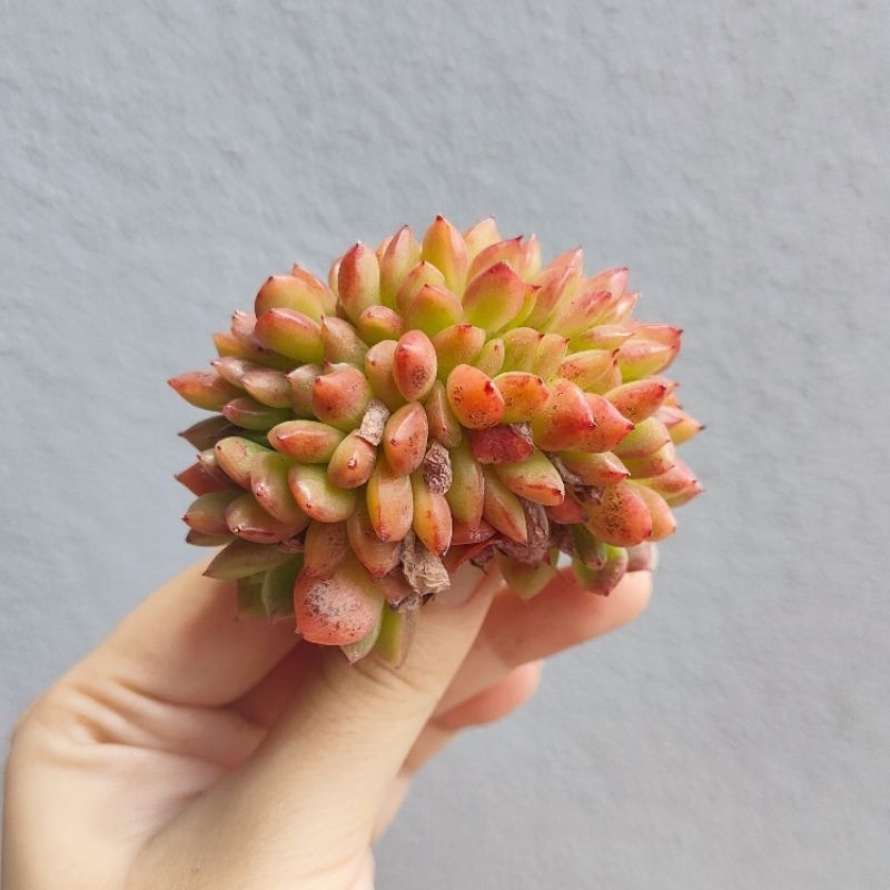 Succulent 多肉 - Echeveria Red King Cristation 红国王缀化 （6cm+-) | Shopee ...