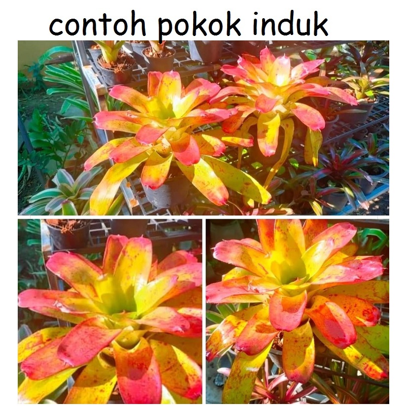 Bromeliad Neo Tahan Panas Anak Pokok | Shopee Malaysia