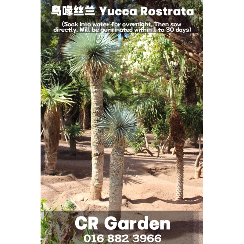鸟喙丝兰 1粒 Yucca Rostrata 1 Seed (Soak into water for overnight. Then sow ...