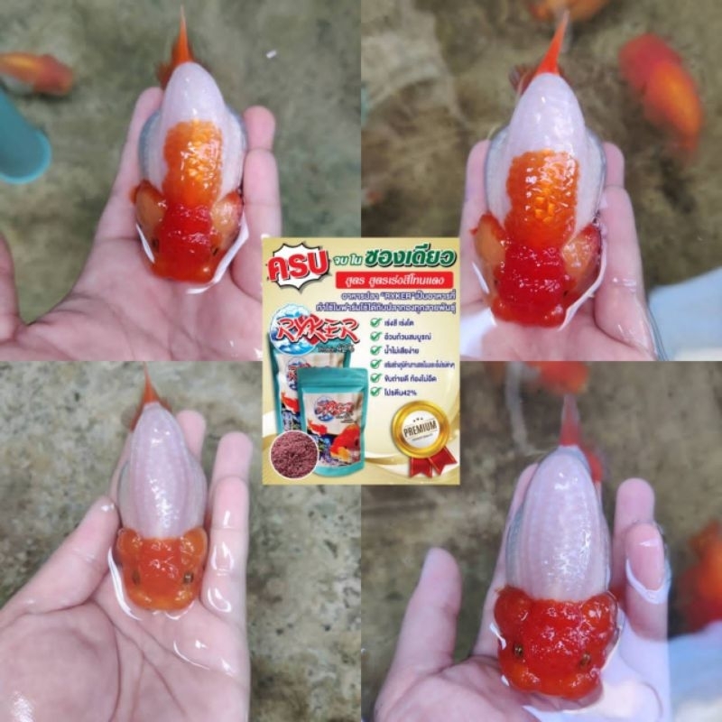 RYKER⚡ Goldfish Food Pellets : Both formulas Great value pack 1+1 500gm ...
