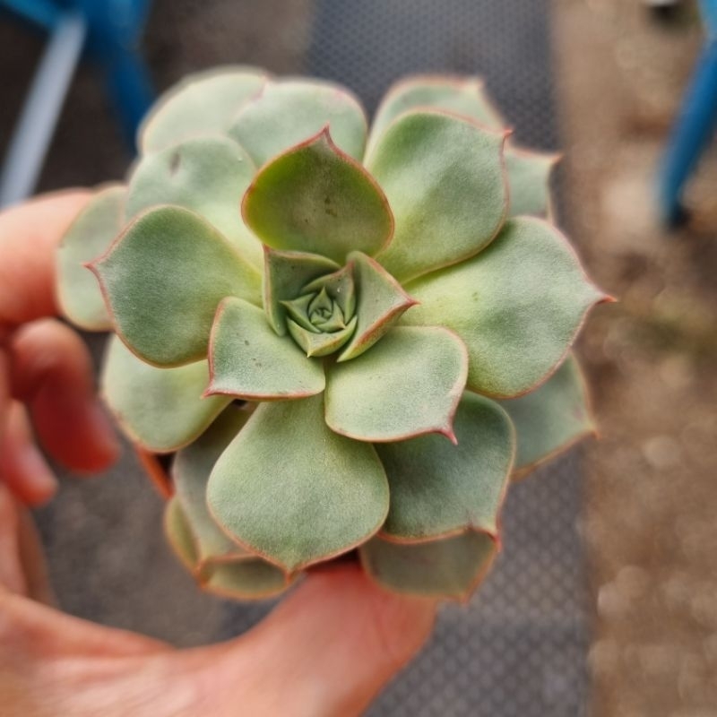 Live succulent plant (pot size 5cm) ready stock 多肉植物 罗西玛 | Shopee Malaysia