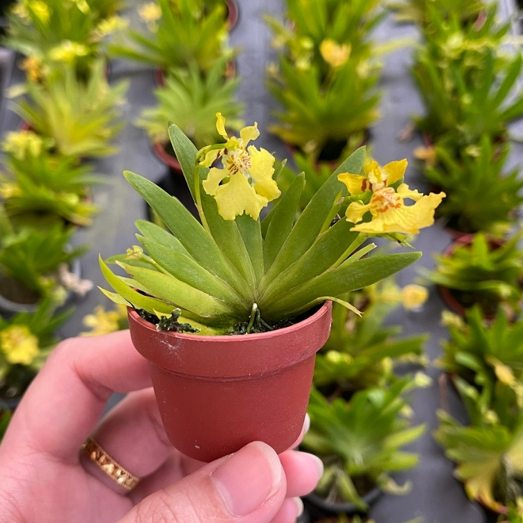 Erycina pusilla | Psygmorchis pusilla | Species | Mini-Miniature Orchid ...
