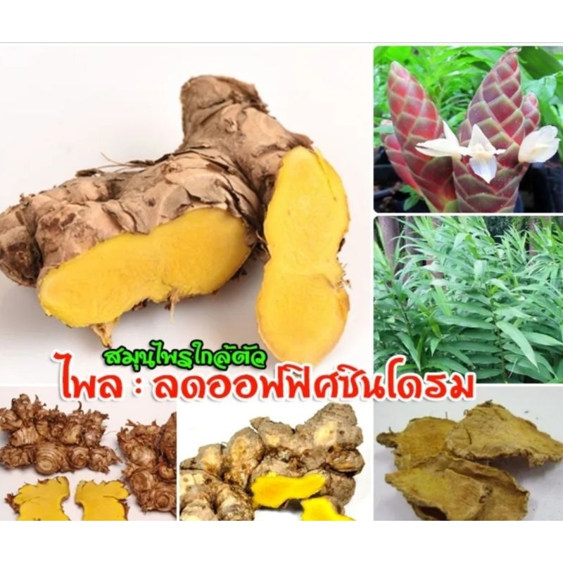 Temurah Anak pokok Bonglai Polybag/ต้นไพล ต้นปูเลย | Shopee Malaysia