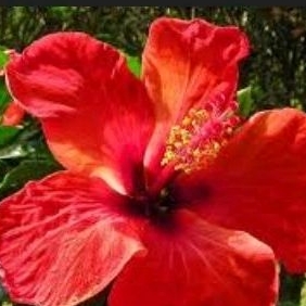 ANAK POKOK BUNGA RAYA | Shopee Malaysia