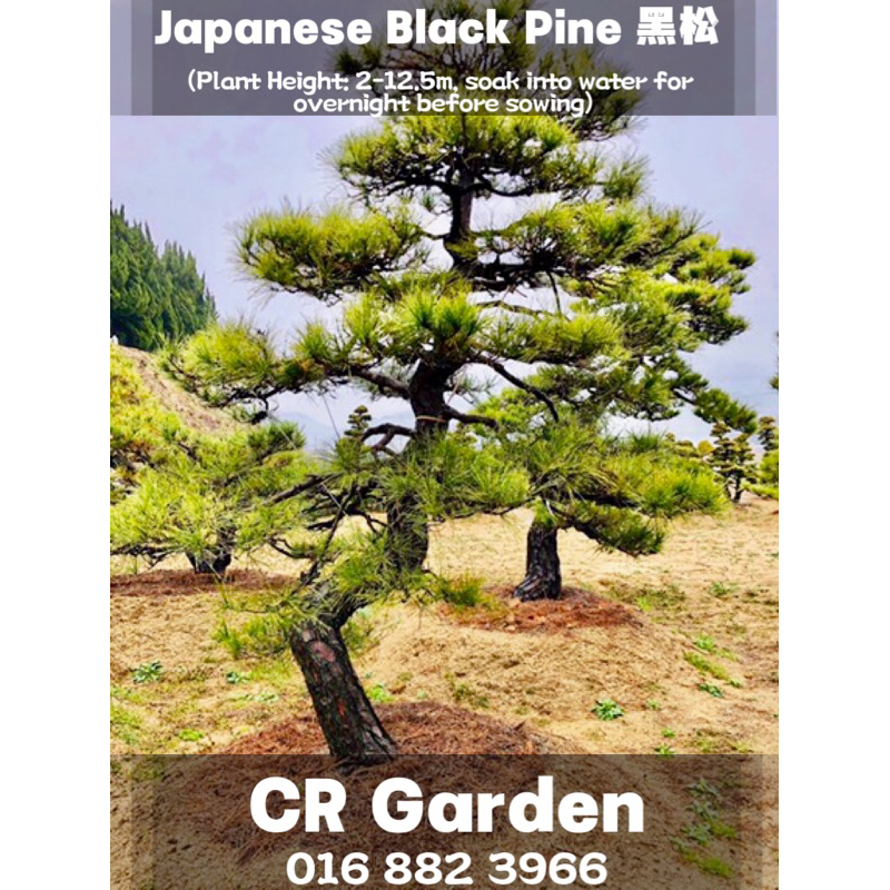 Japanese Black Pine 15 Seeds 黑松 15粒 (Plant Height: 2-12.5m, soak into ...