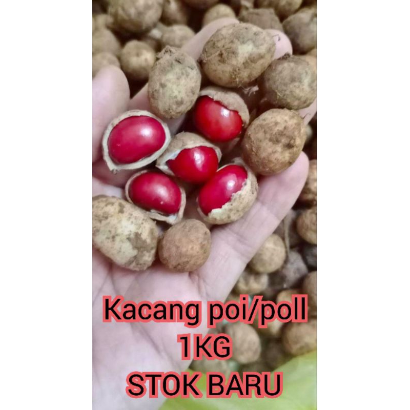 KACANG POI/POOL MENTAH 1KG/BIG | Shopee Malaysia