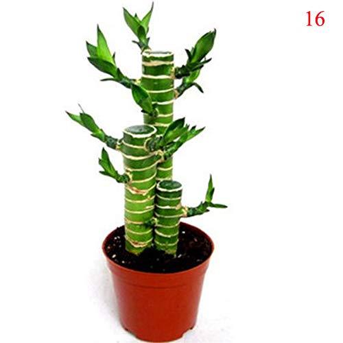 Lotus Bamboo 3in1,5in1 Lucky Bamboo real live indoor house plant幸运竹 富贵竹 ...