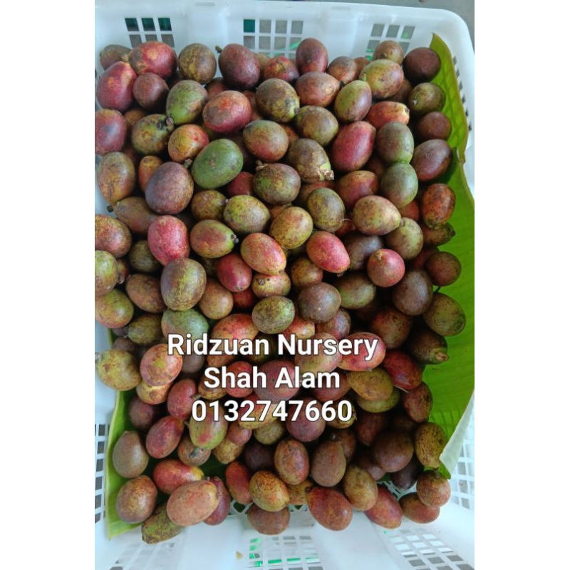 Rare Pokok Matoa 3rasa | Shopee Malaysia