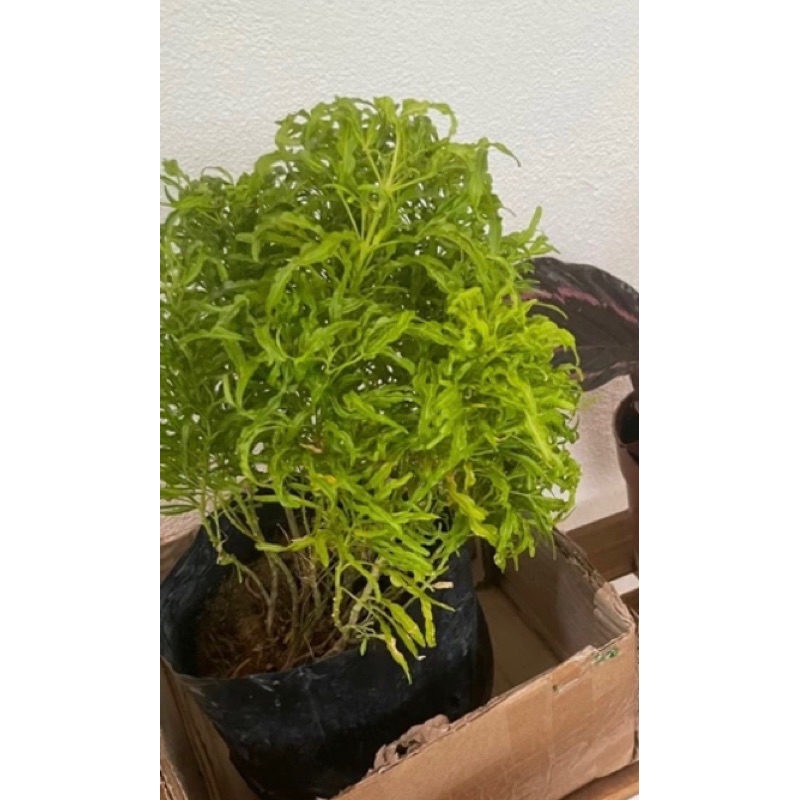 free baja bunga- Pokok Tong Emas/Euodia cultivar(Pokok Hidup/Pokok ...