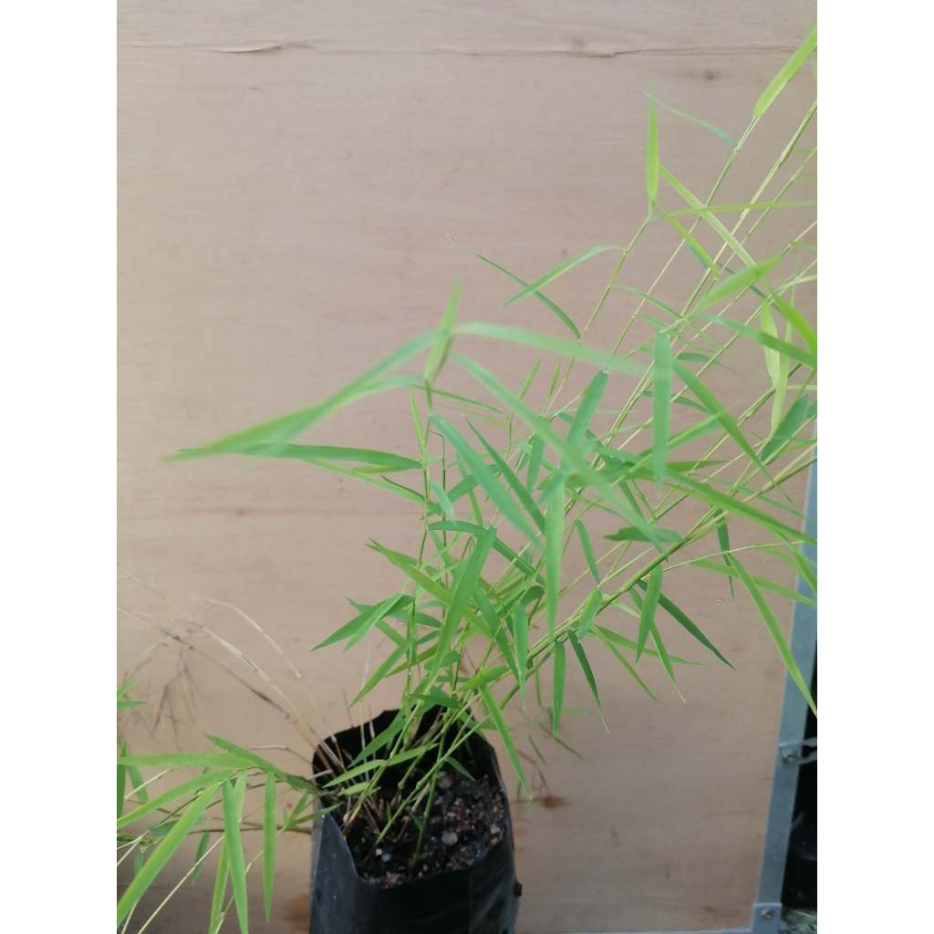 pokok buluh perindu dalam polybag (pokok herba & hiasan) | Shopee Malaysia
