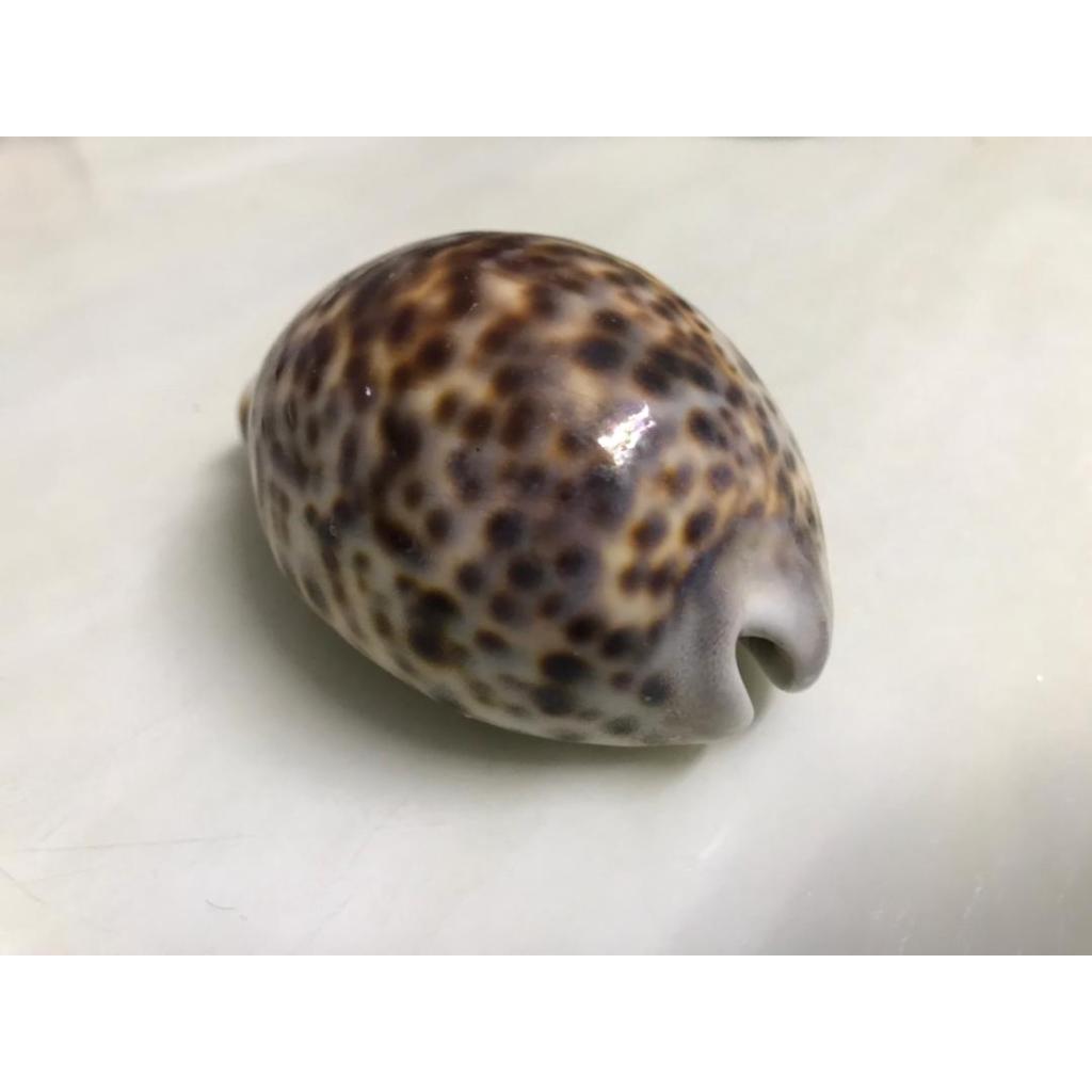 Rare Big Vishnu Raja Kaudi/Cowrie Sacred Shankh For Pooja | Shopee Malaysia
