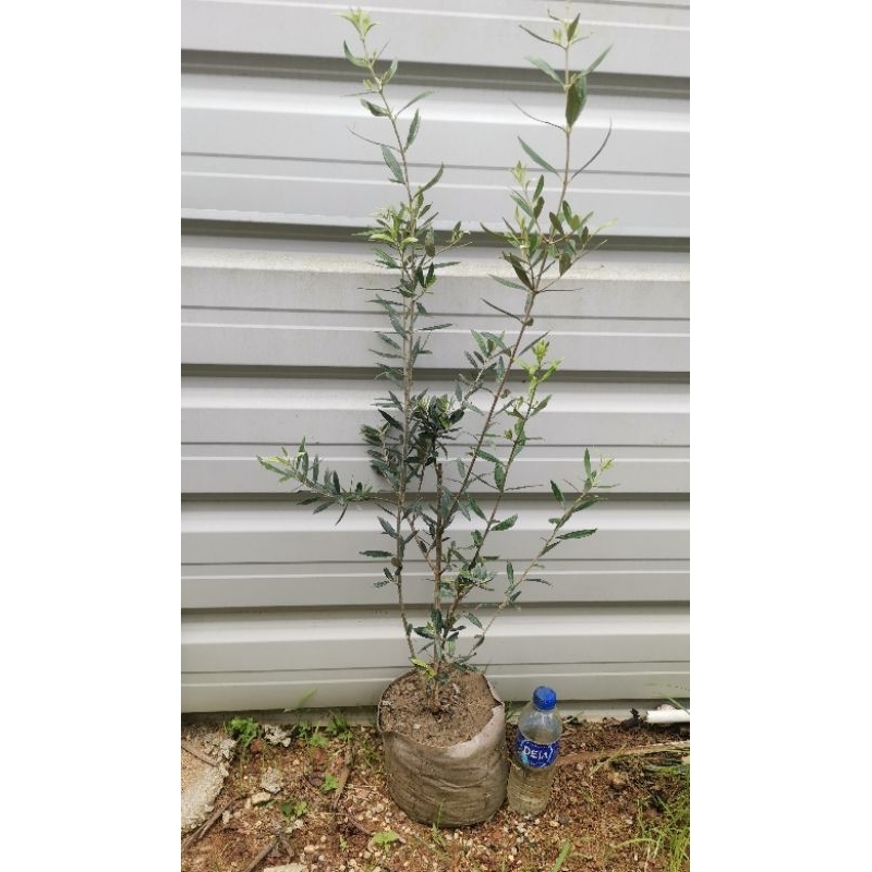 🤪CRAZY SALES 🤪👉 Pokok Olive / Olive Tree / Pokok Besar ( Pokok Hidup ...