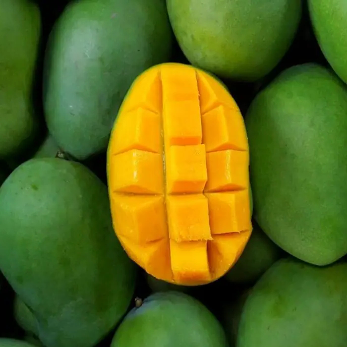 Anak Pokok Mangga Harumanis Perlis | Shopee Malaysia