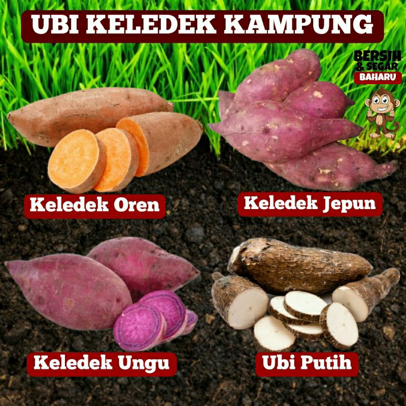 Diet Food UBI KAYU/KELADI MAWAR/KELEDEK Jepun Madu UNGU & OREN Segar ...