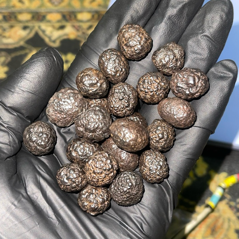 Badar Besi / Munta Besi SELONATAH SULAWESI Asli 💯 #BarangPadu | Shopee ...