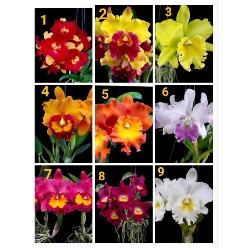 cattleya orkid baby plant(cutting)/卡德丽亚苗 | Shopee Malaysia