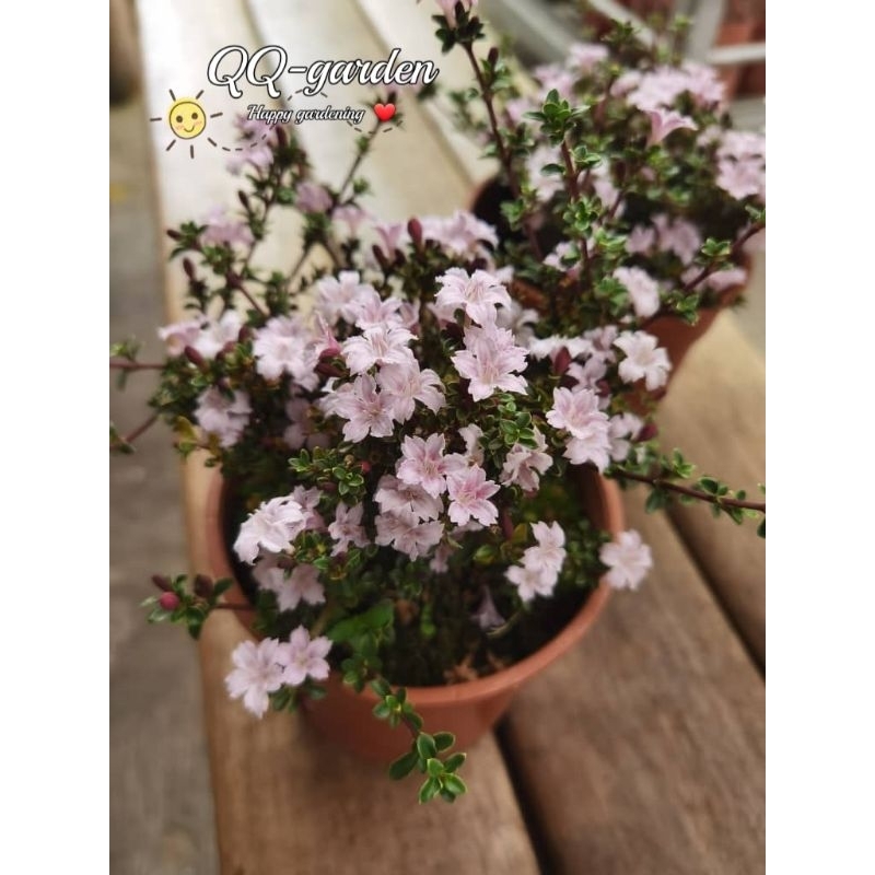 QQ-garden🌷Readystock‼️六月雪 ️(120mm-L size pot)Snowrose/serissa japonica ...