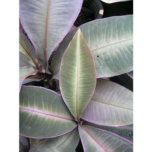 Anak Pokok Kacip Fatimah (Labisia Pumila) Batik | Shopee Malaysia