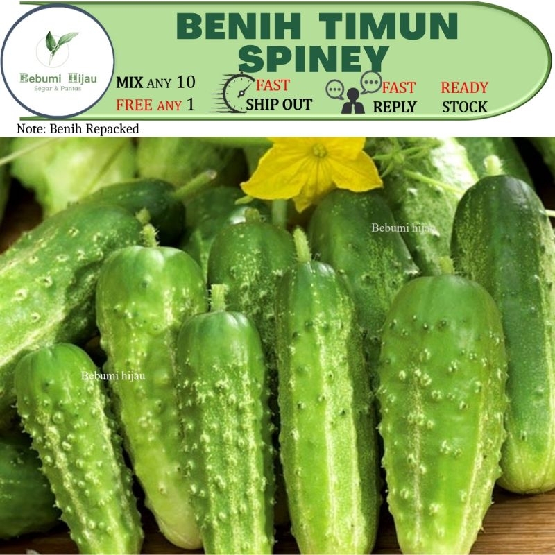 5 biji benih TIMUN mini SPINEY cucumber sesuai buat ulam dan jeruk ...