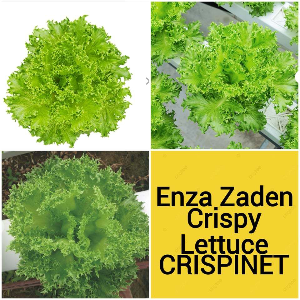 ENZA ZADEN Crispy Lettuce CRISPINET high quality lettuce seeds Imported ...