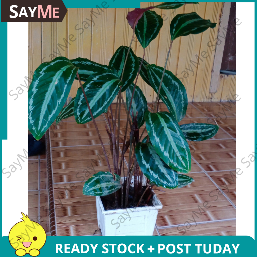 Tanaman Hidup Pokok Bunga Calathea Goeppertia Veitchiana 50cm Atau ...