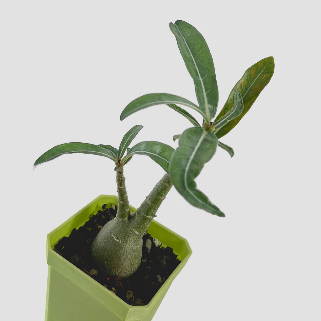 zac.culent - Adenium sp 'Nova Tanzania' (Caudex Succulent) | Shopee ...