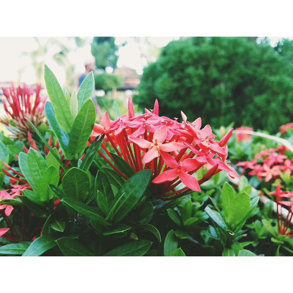 [READY STOCK] Pokok Hidup Bunga ixora warna kuning,merah | Shopee Malaysia