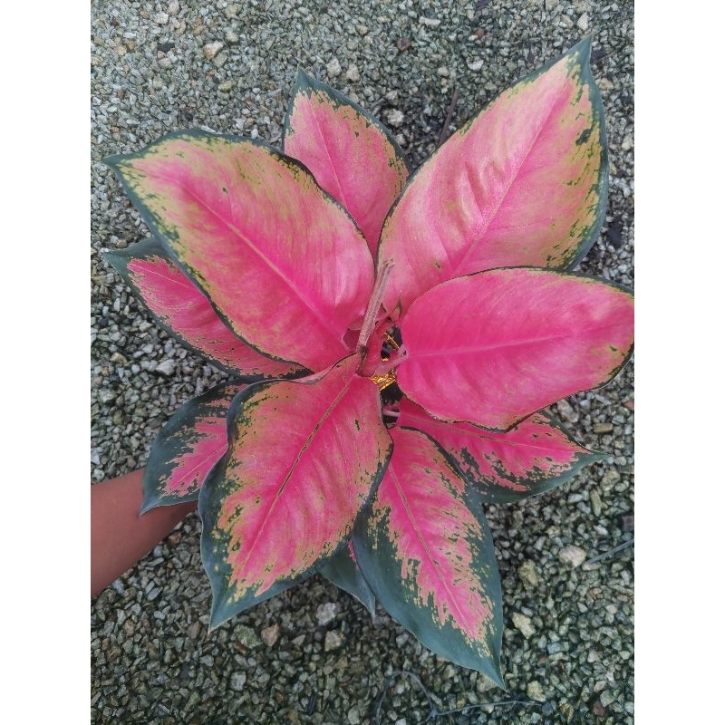 🤪CRAZY SALES 🤪👉 Aglonema Pink Delight ( Pokok Induk) | Shopee Malaysia