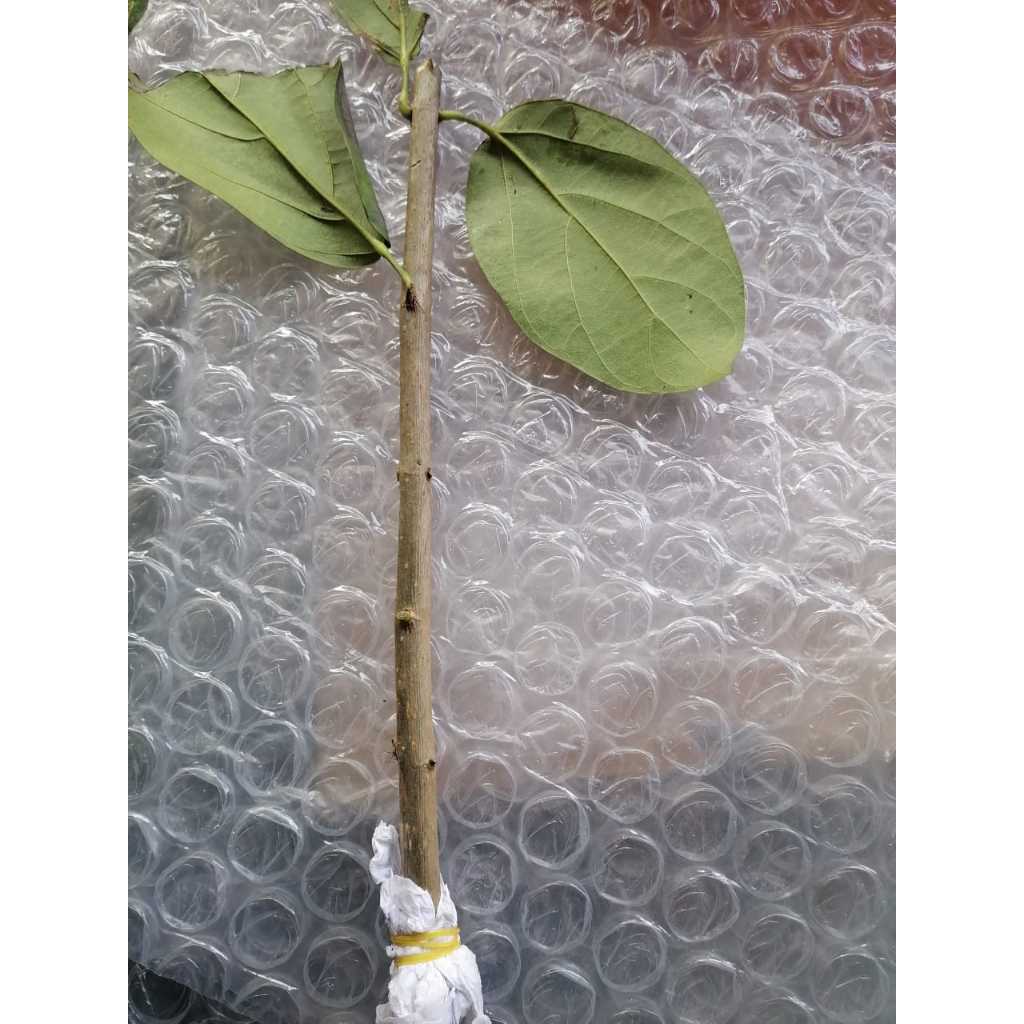 keratan batang pokok cincau perdu, pajang 1 kaki, 8 keratan -1set ...