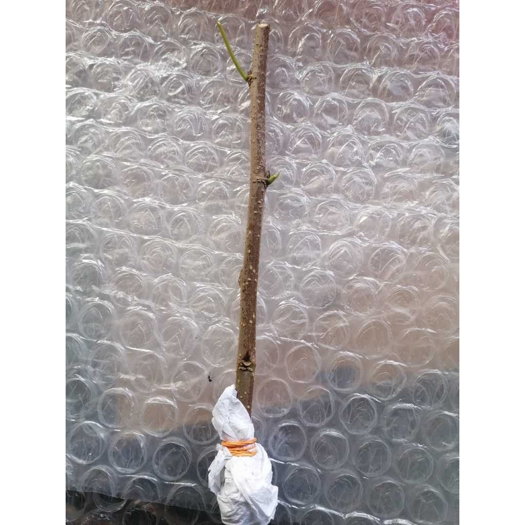 keratan batang mulberi biasa, 6 keratan 1 set, panjang 1 kaki (pokok ...