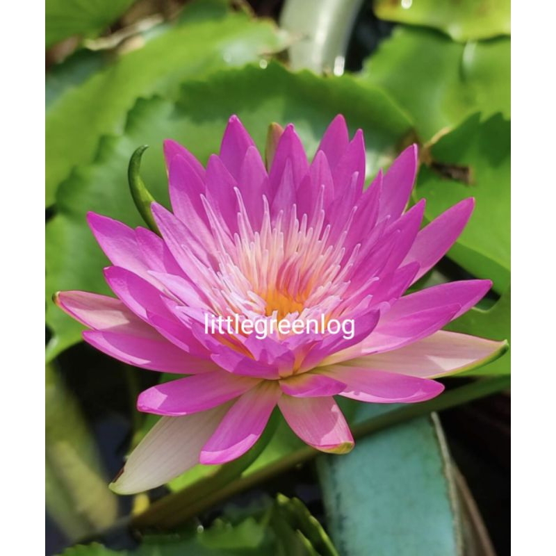 (Rare) Water lily Trenchompoo (Pokok Bunga Telepok, Trenchompoo热带睡莲 ...