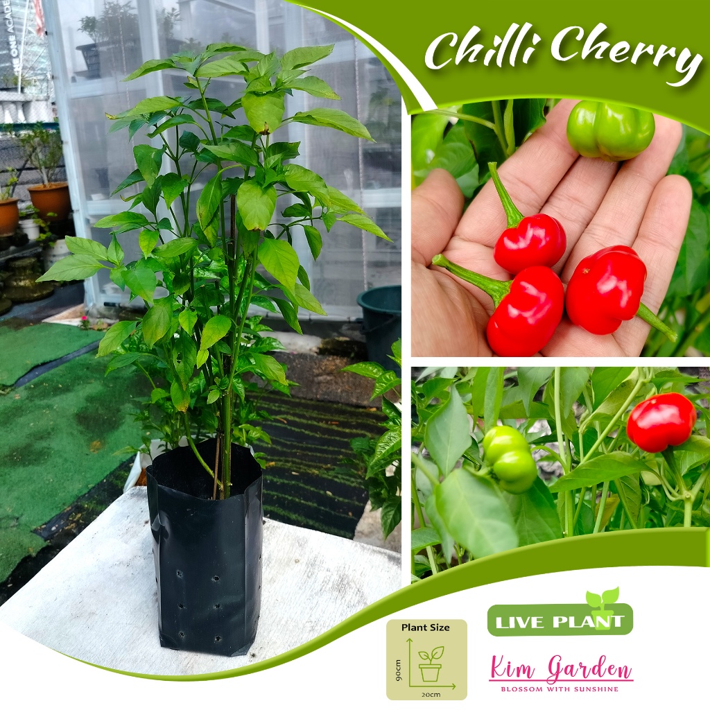 🔥(Live plant) Anak Pokok Chilli Cherry/Cili Bulat Merah🔥 | Shopee Malaysia