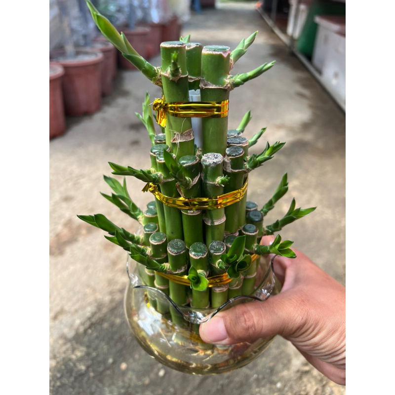 Bamboo Tower - Lucky Bamboo | Shopee Malaysia