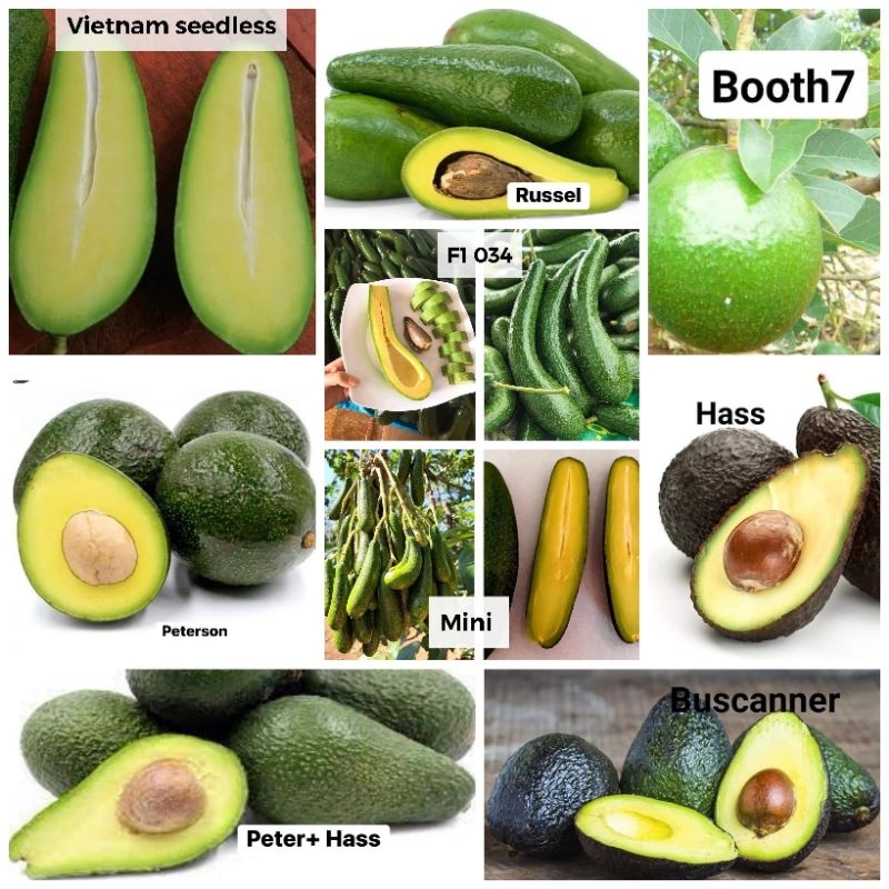 Pokok Buah Avocado seedless vietnam peterson hass kawin F1 code 034 ...