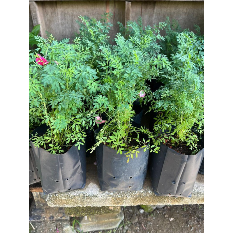 Garuda @ Pokok Busuk Tahan Panas | Shopee Malaysia