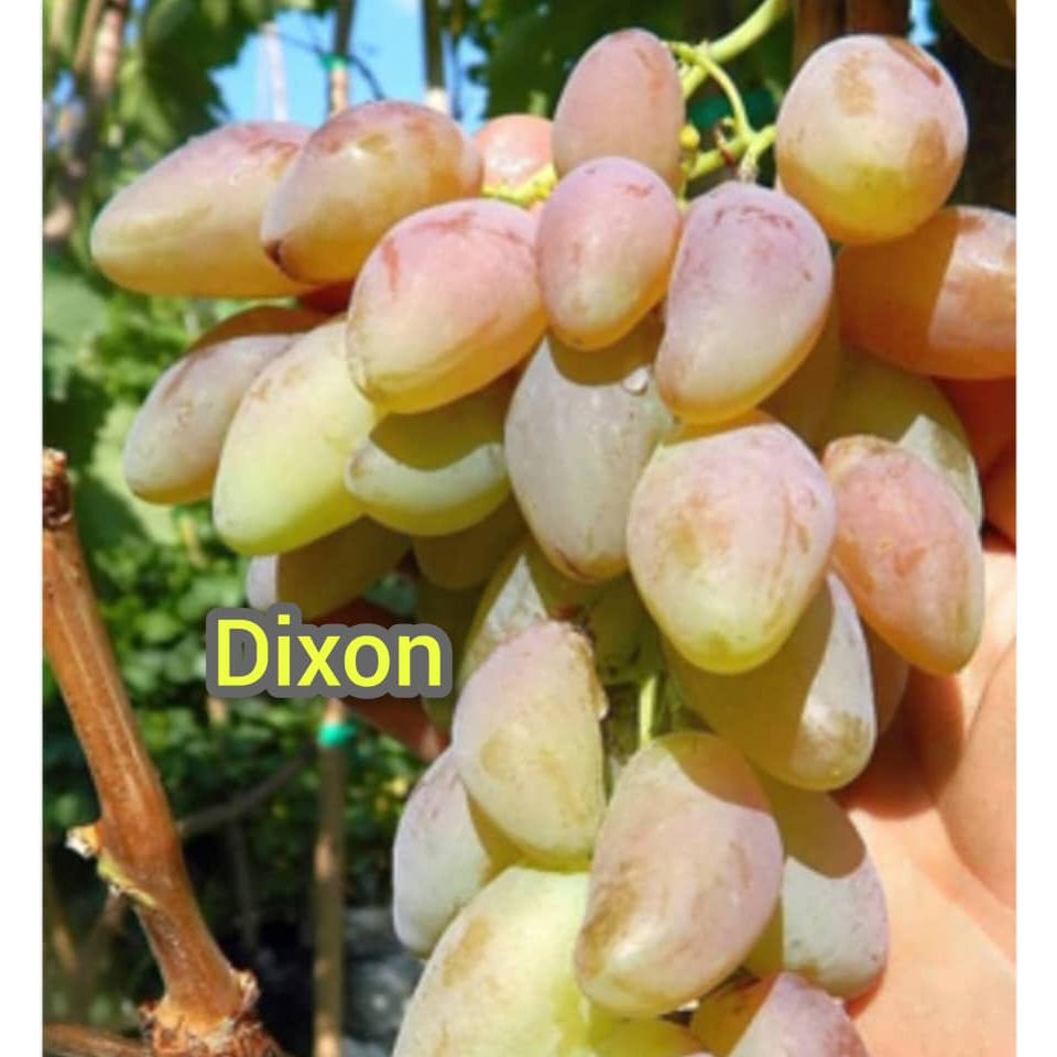 Anak Pokok Anggur Dixon | Shopee Malaysia