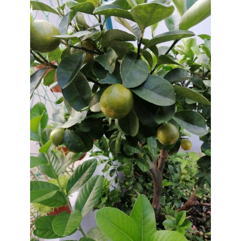 Lime Plant Sapling / Pokok Limau Nipis 酸柑桔子树 (Propagated Branch From ...
