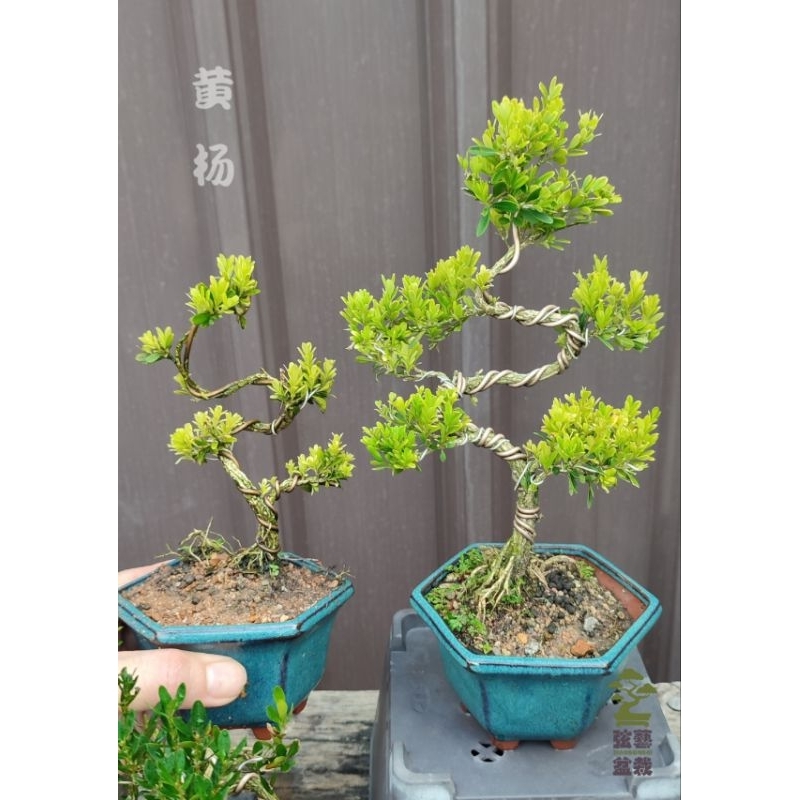 Buxus Bonsai Stock Single Trunk Pokok Bonsai Buxus Boxwood雀舌黄杨盆栽 ...
