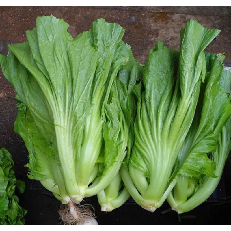 Kai Choy /Sawi Mustard Bulat 5 gram ( 2500 Biji Benih) | Shopee Malaysia