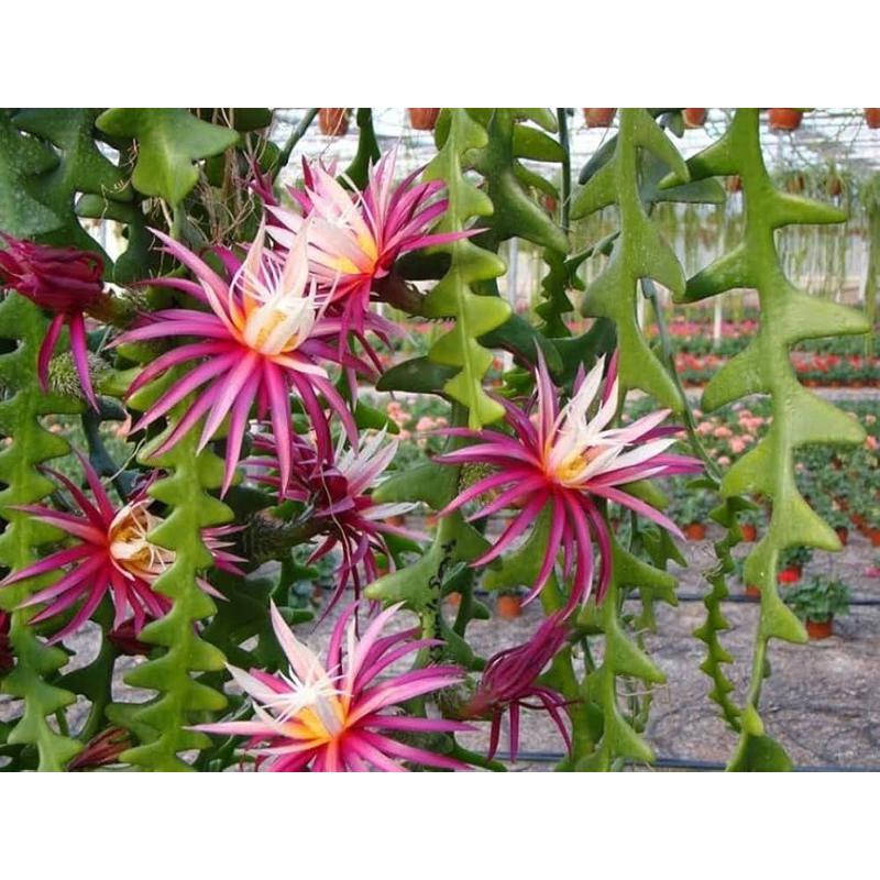 Bakawali Bau Harum ( PINK ) anak pokok bakawali zig zag / Fishbone ...