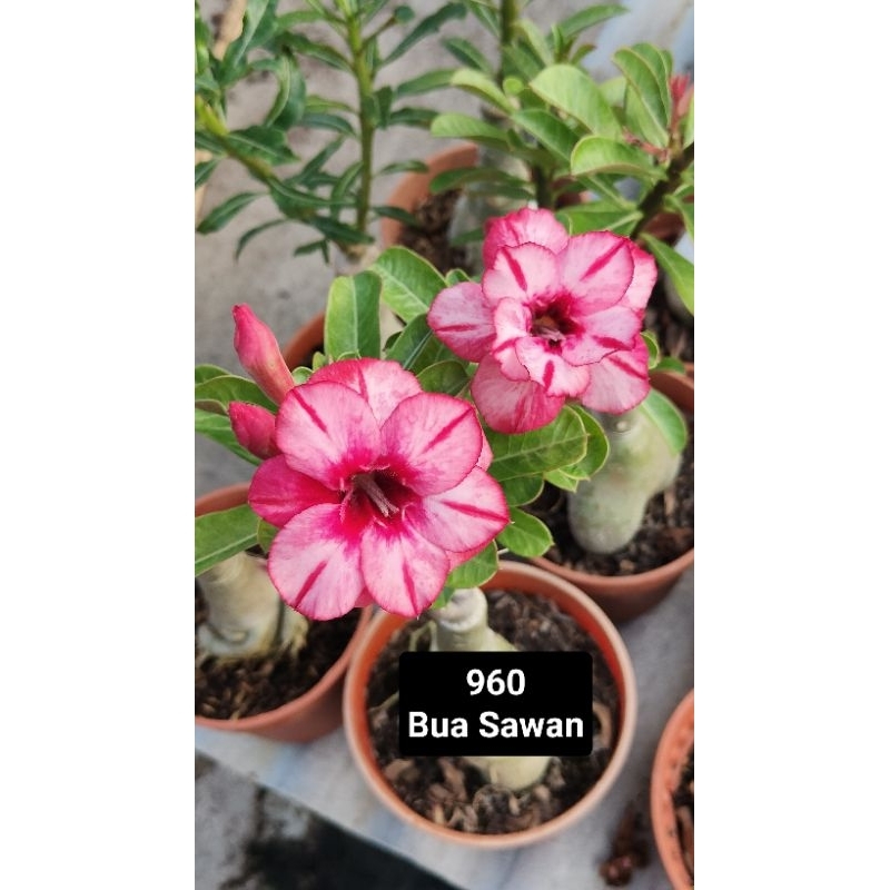 Adenium Obesum Bonsai ID 960 Bua Sawan 富贵花 | Shopee Malaysia