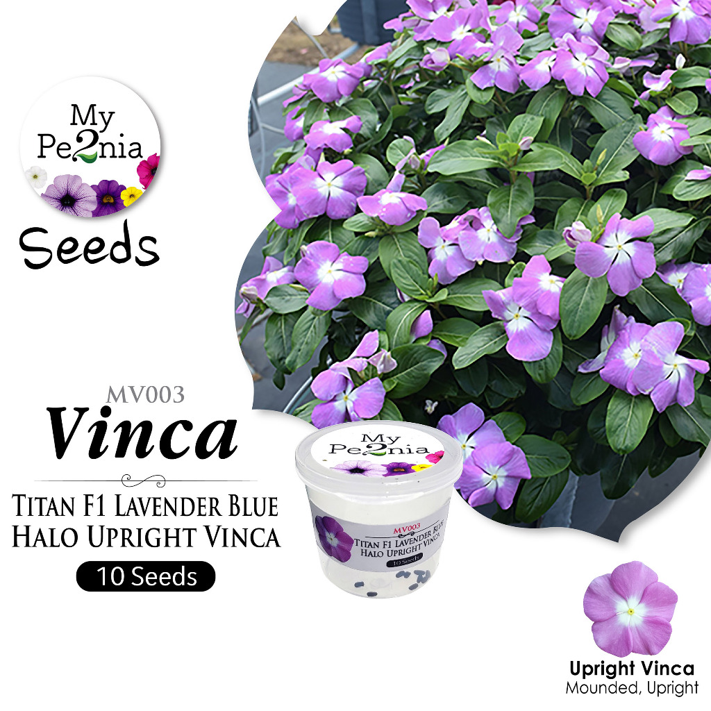 MyPe2nia [Vinca Seeds] Titan F1 Lavender Blue Halo Upright Vinca (10 ...