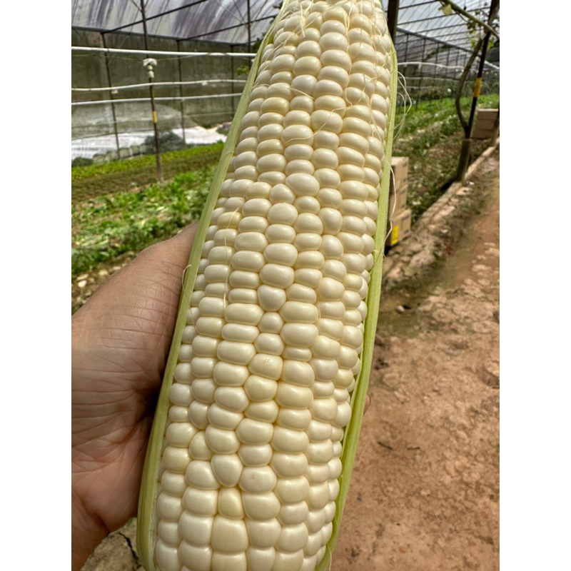 Jagung Susu Cameron Gred AA (1 set 5 tongkol @ rm23) #jagungsusucameron ...