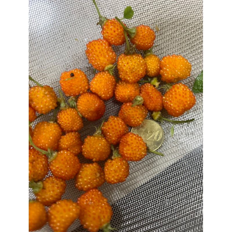 Native Raspberry rubus sumatranus | Shopee Malaysia