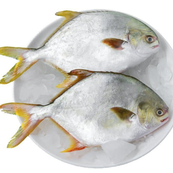 Fresh Ikan Bawal Mas 2-3pc.± 1Kg± (Cleaned) Frozen Golden Pomfret Fish ...