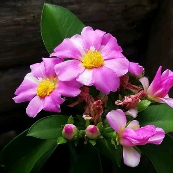 Anak Pokok Jarum Tujuh Bilah (Bunga Purple) / Tujuh Duri / 七星针树苗 ...