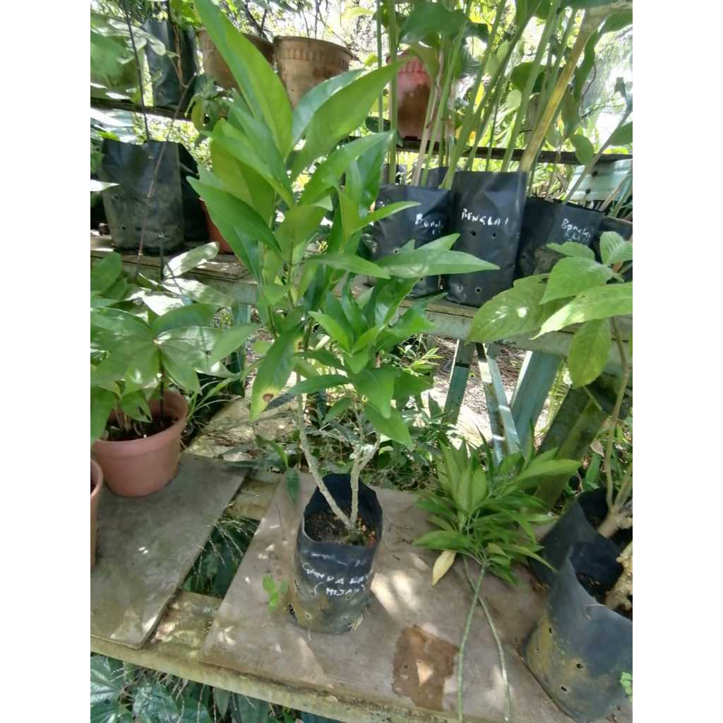 pokok ganda rusa hijau, pokok stabil dlm pasu & polybag (pokok herba ...