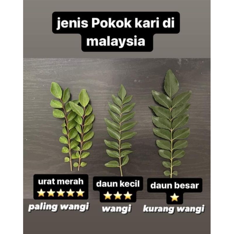 KKB Pokok Kari, Bergera koenigii, Murraya Koenigii, Indian Curry Tree ...